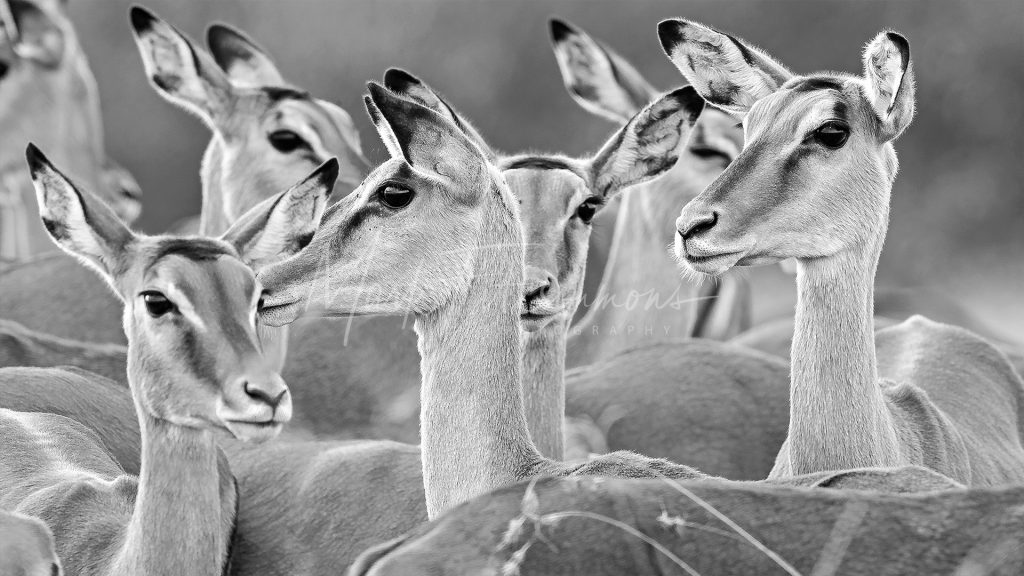 Female Impala – Masai Mara, Kenya | Mark Fitzsimmons Photography