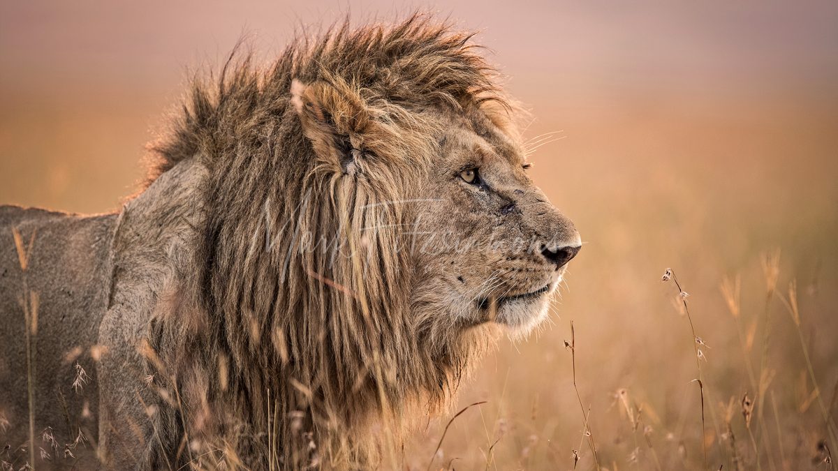 Portrait of “The King” – Masai Mara, Kenya. | Mark Fitzsimmons Photography